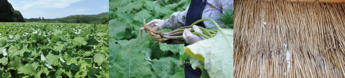 Obaneya Japanese Pickles - Healthy Gobo Burdock | OBANEYA